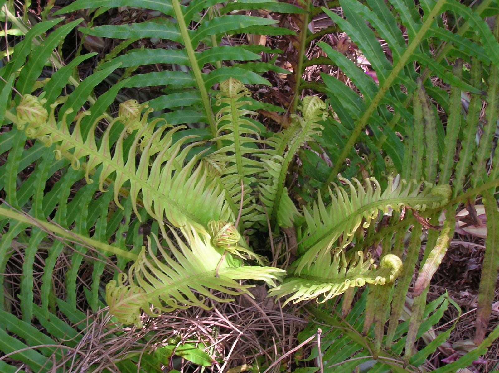 Recregarden: BLECHNUM SP.